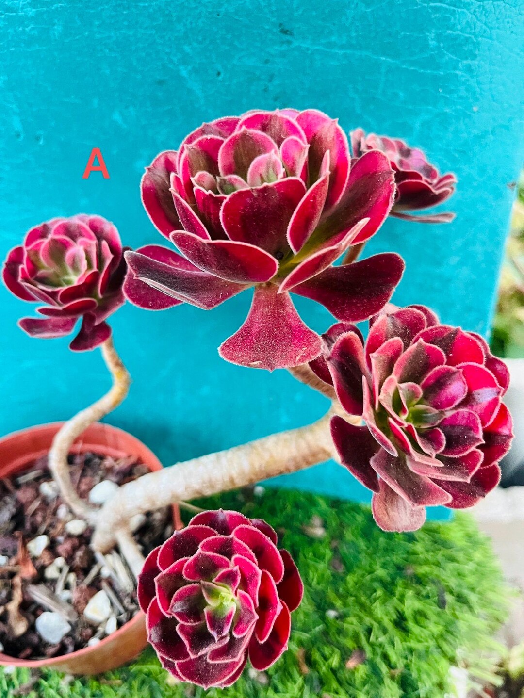 Rare Aeonium Medusa Bonsai , Live Rooted , Get 2 Free Succulent ...