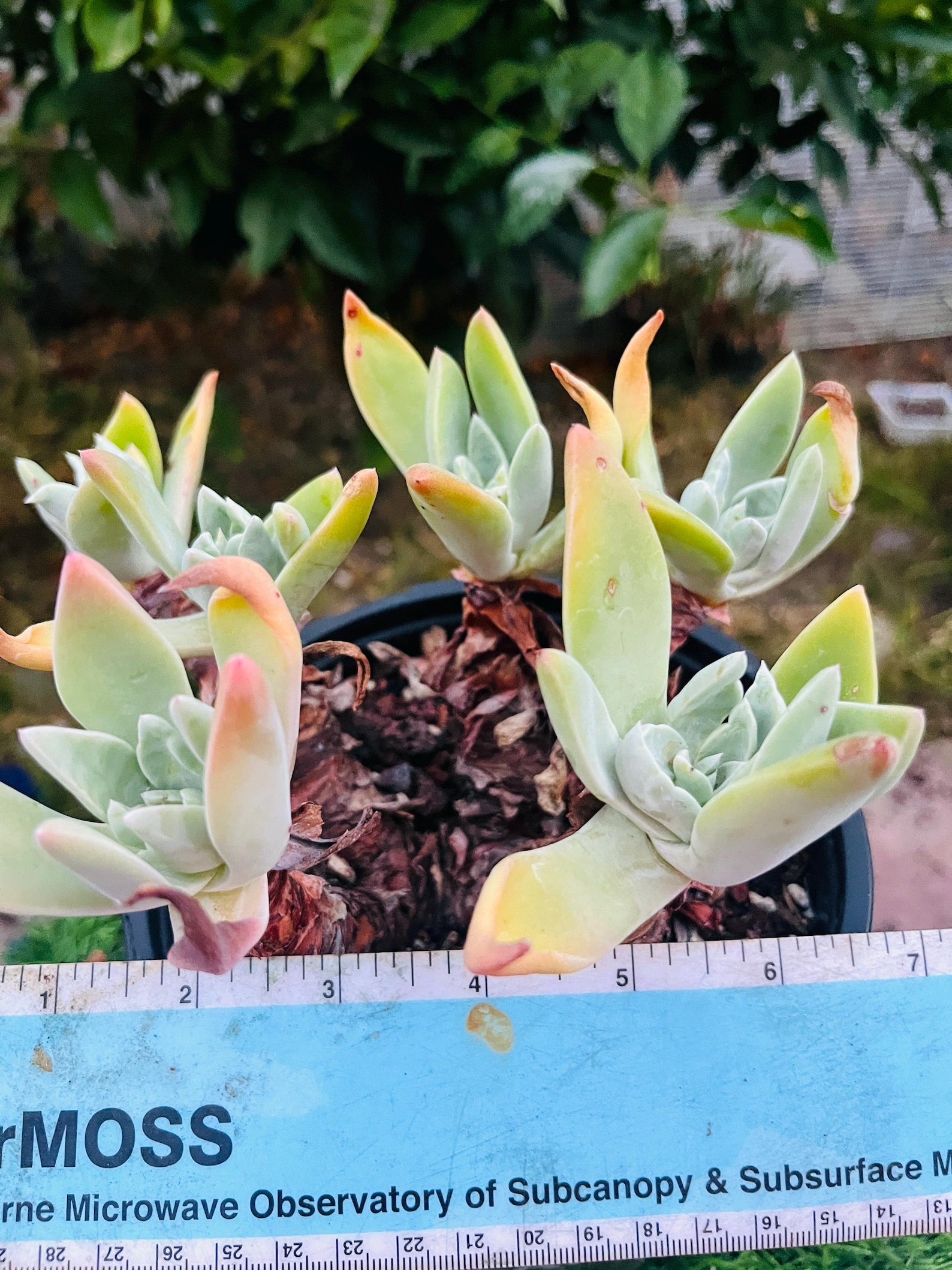 Rare Dudleya Farinosa Cluster Old Trunk Live Rooted 8”! Get 2 Free ...