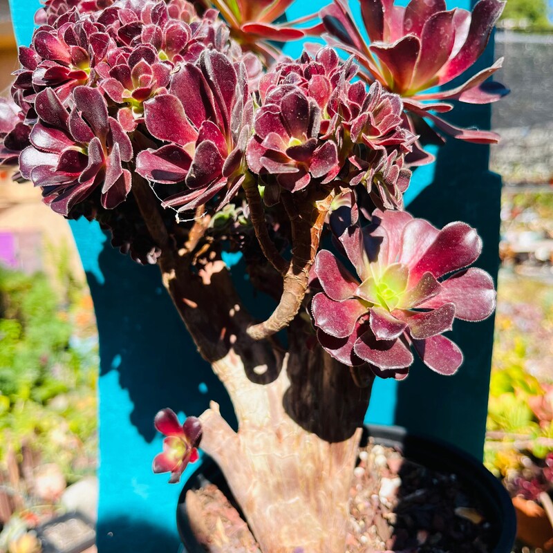 Crested Aeonium - Etsy