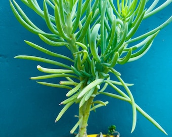 Mermaid Plant - Etsy