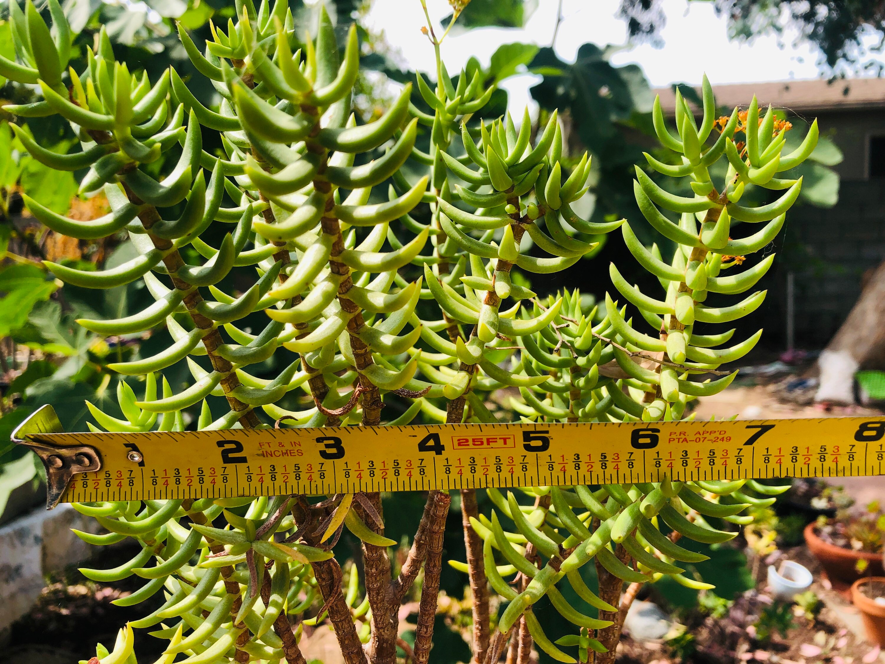 7 Pine Tree Succulent Cutting - Etsy