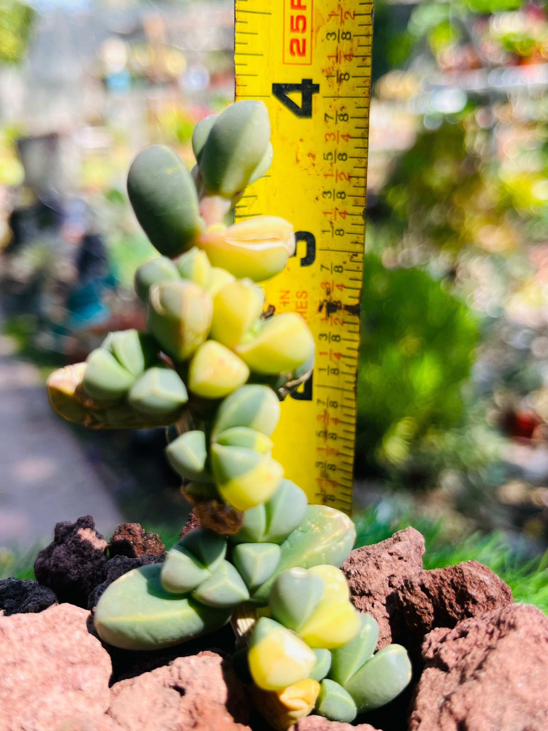 Rare Astridia Velutina Variegated Live Rooted Get 2 Free - Etsy