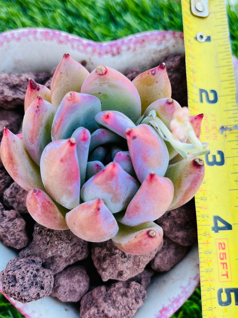Rare Korean Succulent Echeveria Colorata Var. Brandtii Live | Etsy