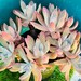 Rare Dudleya Farinosa Cluster Old Trunk Live Rooted , Get 2 Free ...