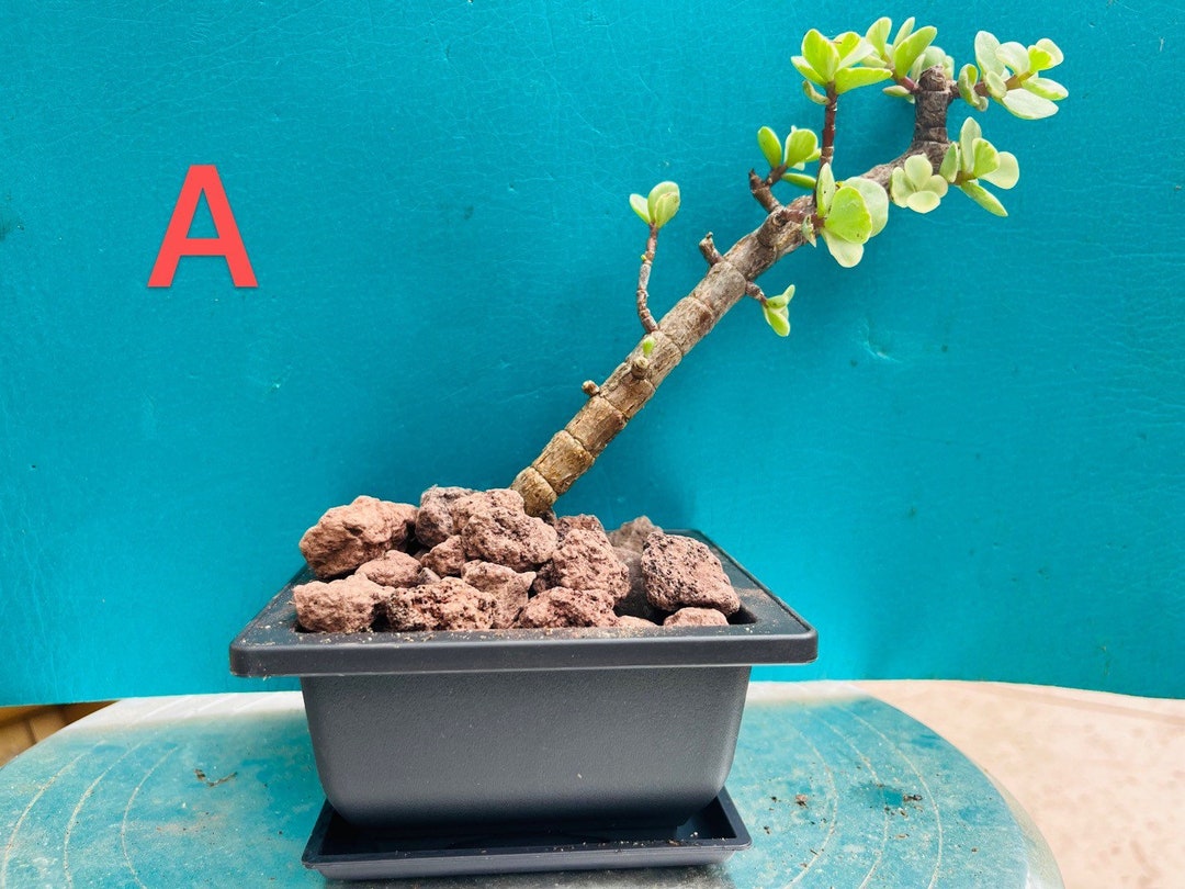 Elephant Food Succulent Bonsai Tree Live Rooted/ Old Stem/get 1 Free ...
