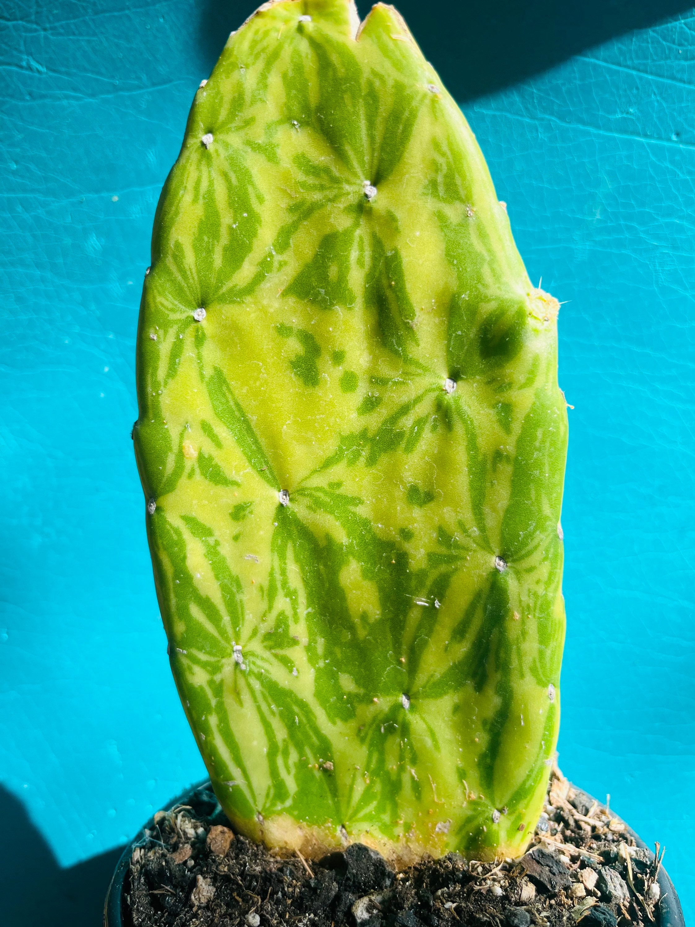 Rooted Variegated Nopalea Cochenillifera/optunia/prickly Pear - Etsy