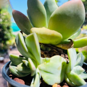 Rare Dudleya Farinosa Cluster Old Trunk Live Rooted Get 2 - Etsy