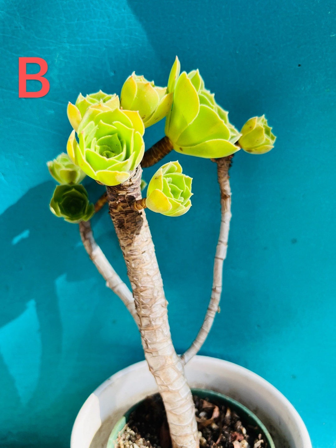 Rare Aeonium blushing Beauty Old Stem, Bonsai , Live Rooted, Get 2 Free ...