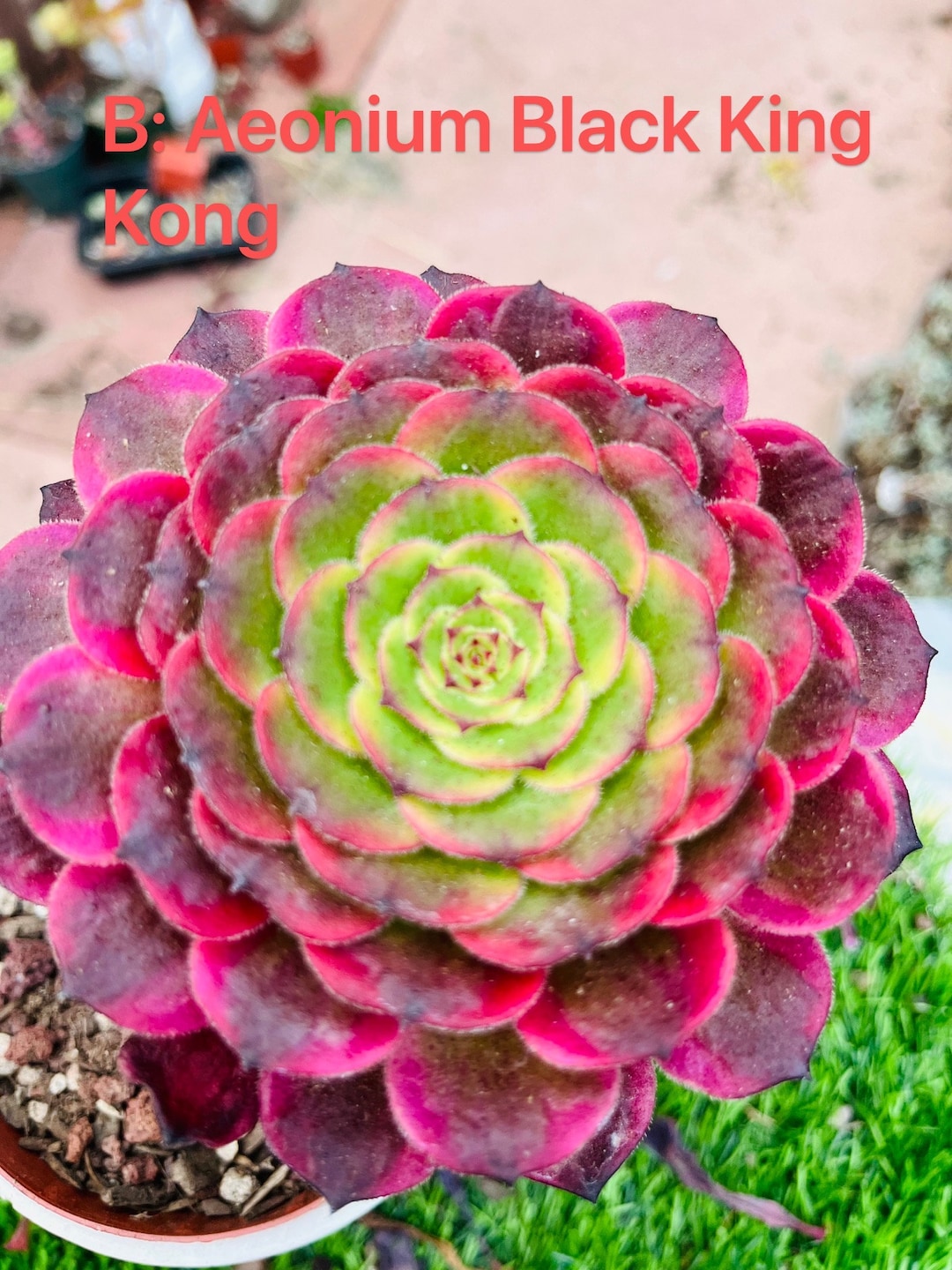 Rare Aeonium Medusa Variegated Old Trunk Live Rooted , Get 2 Free ...