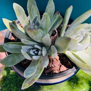 Rare Dudleya Farinosa Cluster Old Trunk Live Rooted Get 2 - Etsy