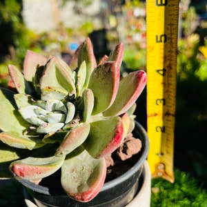 Rare Dudleya Farinosa Cluster Old Trunk Live Rooted , Get 2 Free ...