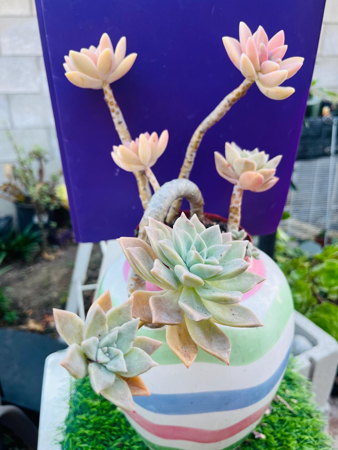 Rare Graptopetalum ‘victor Kane’ Combo Bonsai, Old Stem , Live Rooted ...