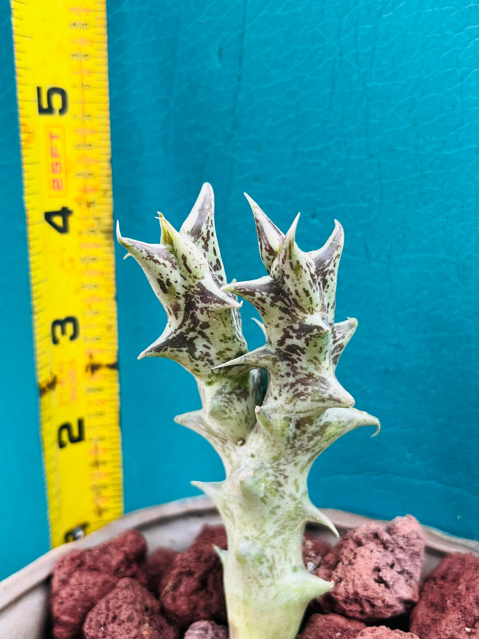 Rare Cactus Orbea Dummeri Live Rooted Get 2 Free Succulents - Etsy