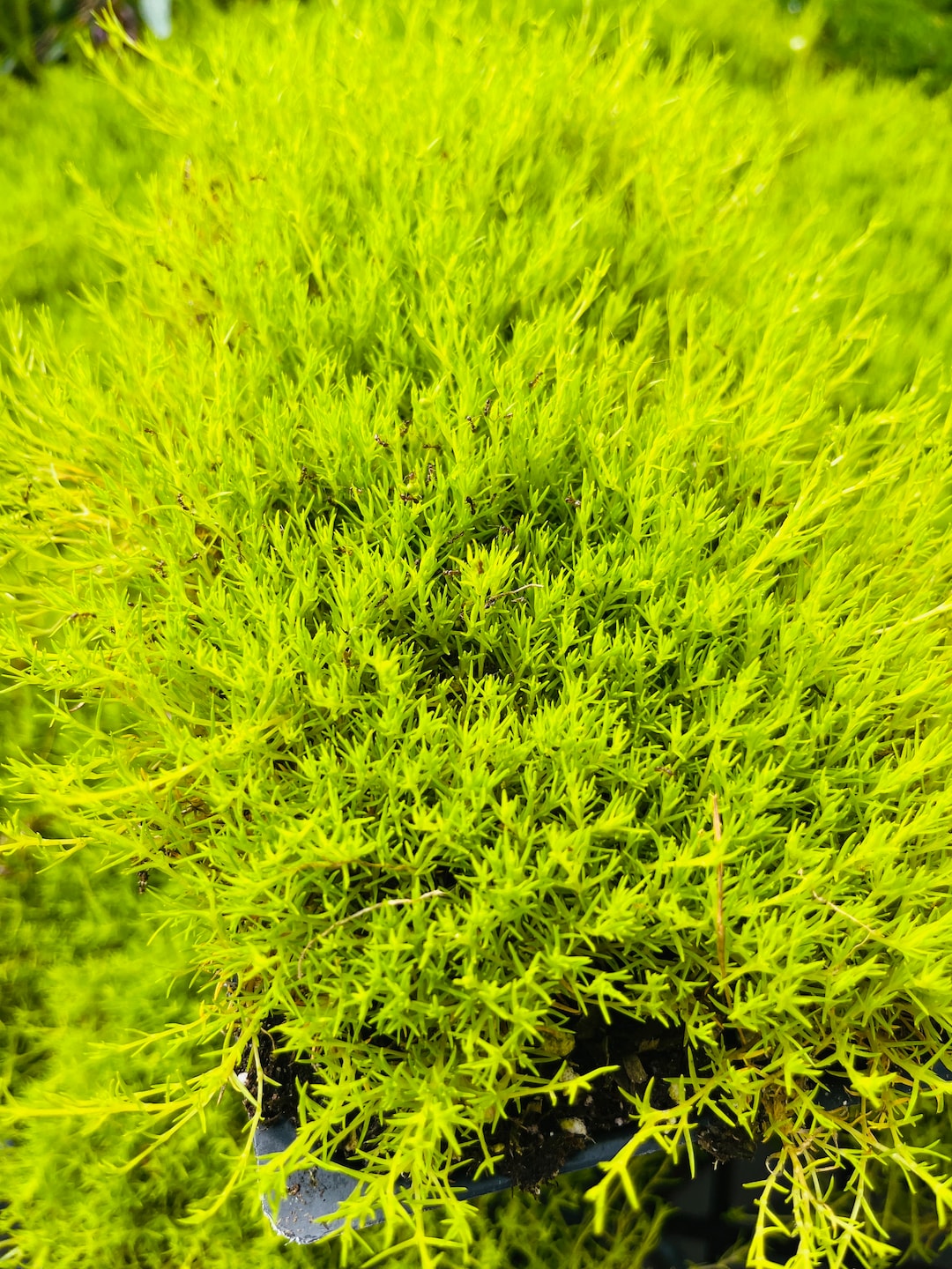 9” Irish and Scotch Moss, Sagina Subulata and Arenaria Verna/live ...