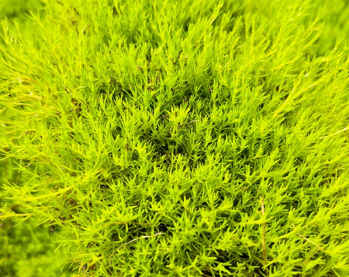 Irish Moss Seeds | Irish Moss Ground Cover Seeds | Sagina Subulata ...