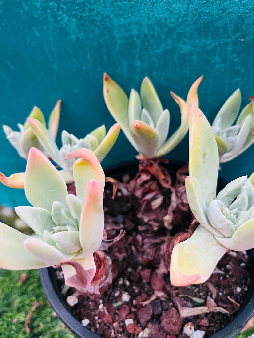 Rare Dudleya Farinosa Cluster Old Trunk Live Rooted 8”! Get 2 Free ...