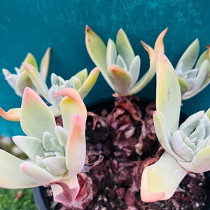 Rare Dudleya Farinosa Cluster Old Trunk Live Rooted 8”! Get 2 Free ...