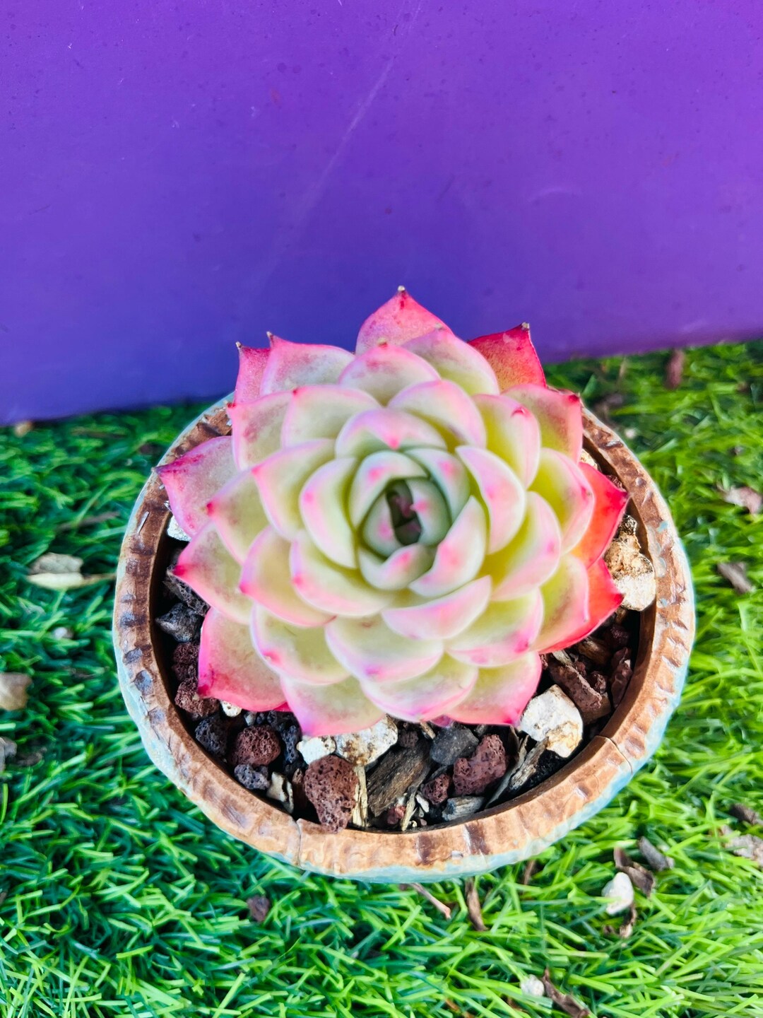 ECHEVERIA PINK TIPS Live Rooted Get 2 Free Succulent Cuttings - Etsy