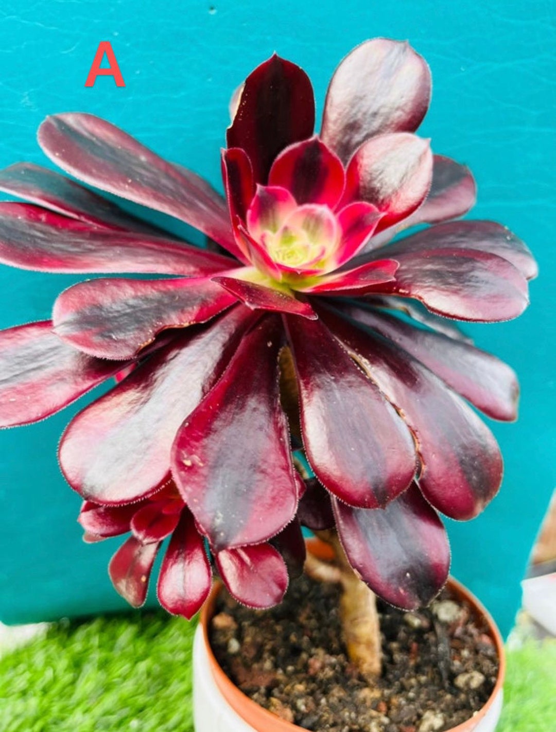 Rare Aeonium Medusa Cluster Live Rooted , Get 2 Free Succulents ...