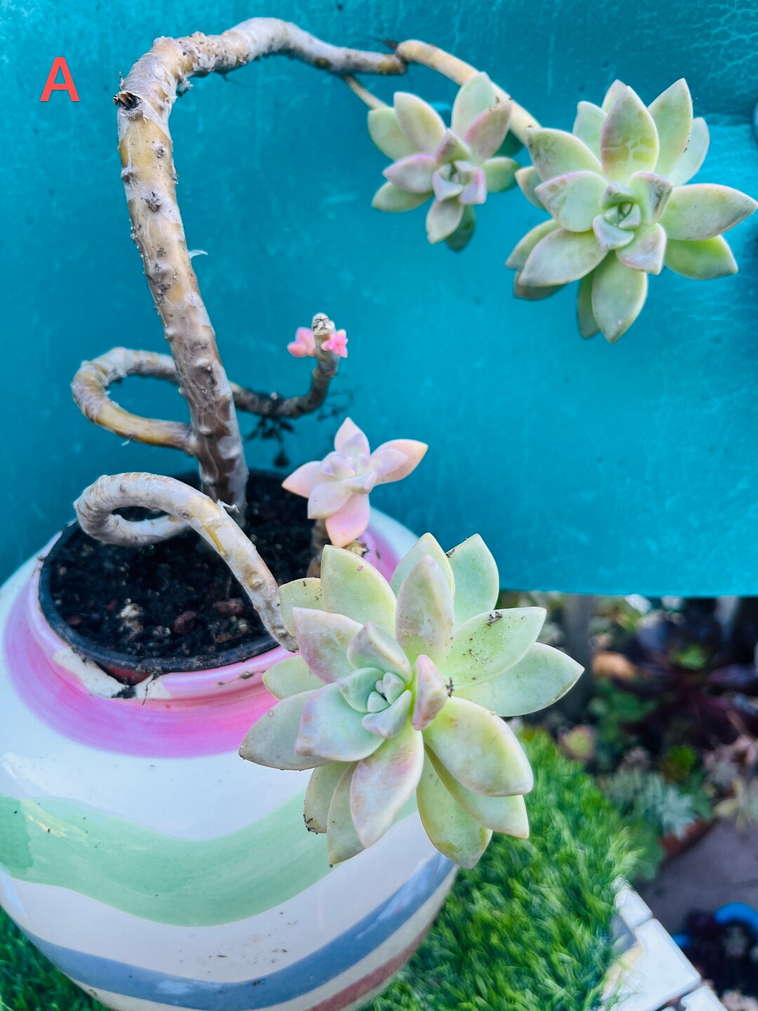 Rare Graptopetalum ’victor Kane‘ Old Trunk Bonsai /live Rooted, Get 2 ...