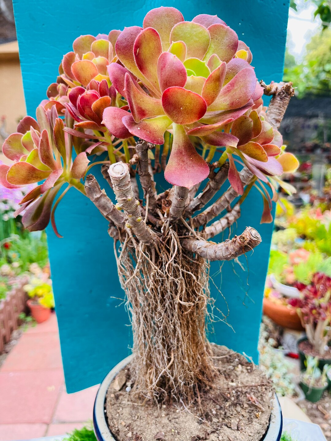 Rare Holding Aeonium Tree Bonsai Tree Old Trunk Live Rooted , Get 2 ...