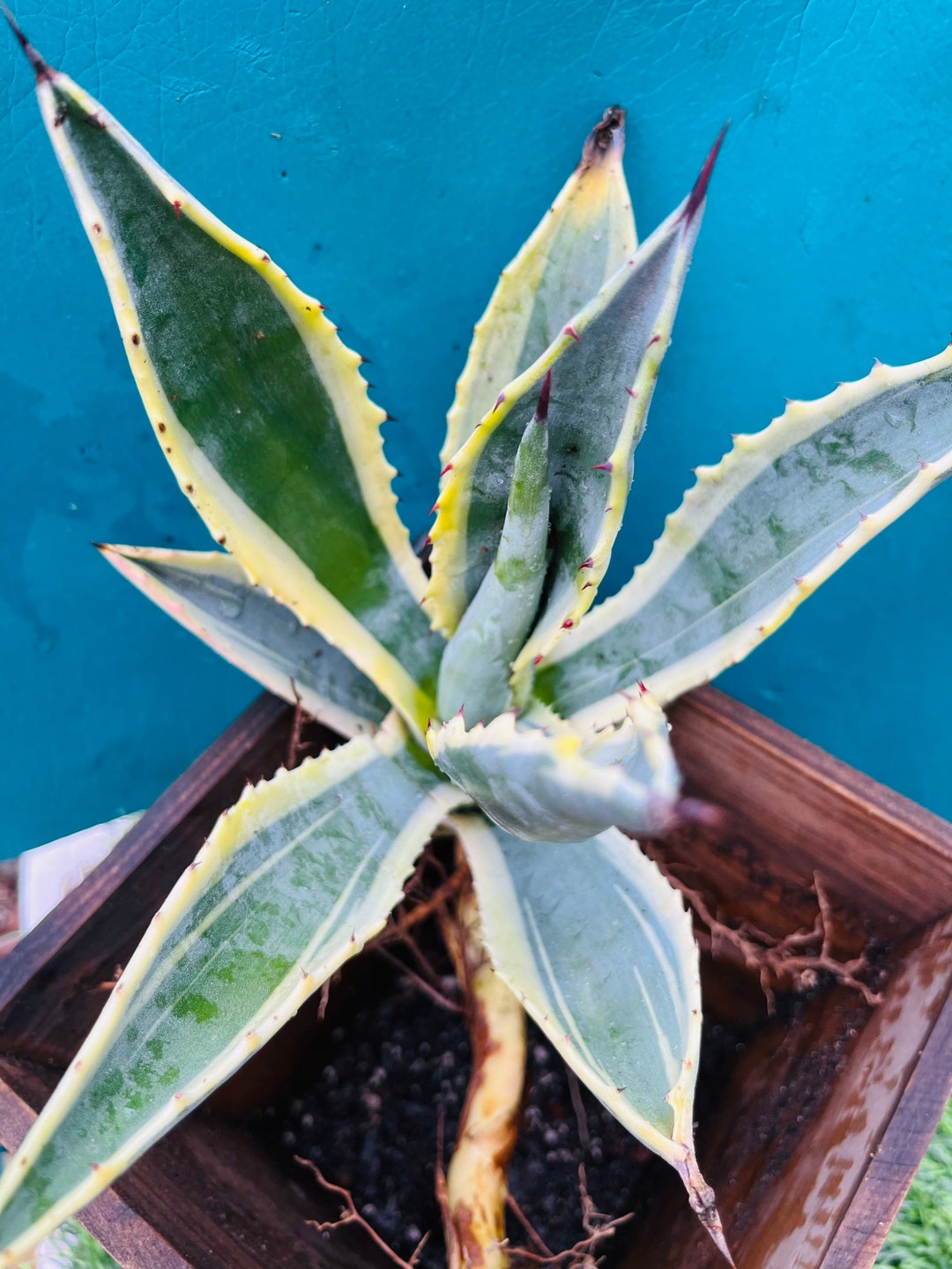 Rare Agave Americana ‘variegata’ Nichols Live Rooted , Get 2 Free ...