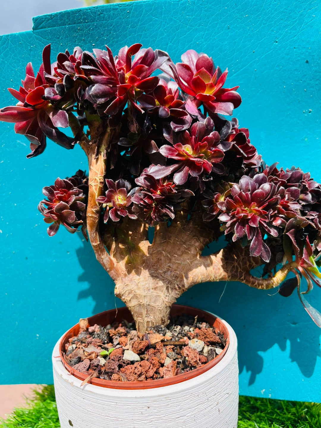 Rare Aeonium Arboreum velour 10 T Created Live Rooted - Etsy