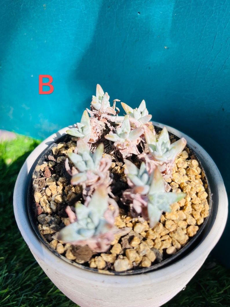 Dudleya Gnoma S.w.mccabe Cluster Old Stem With 8 Heads Live - Etsy