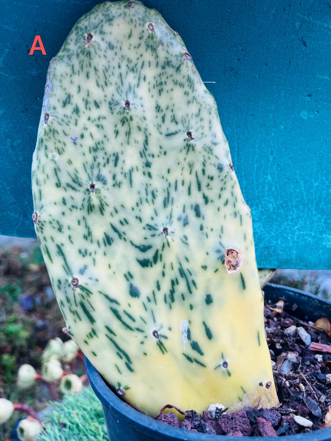 Rooted Variegated Nopalea Cochenillifera/optunia/prickly Pear *spinless ...