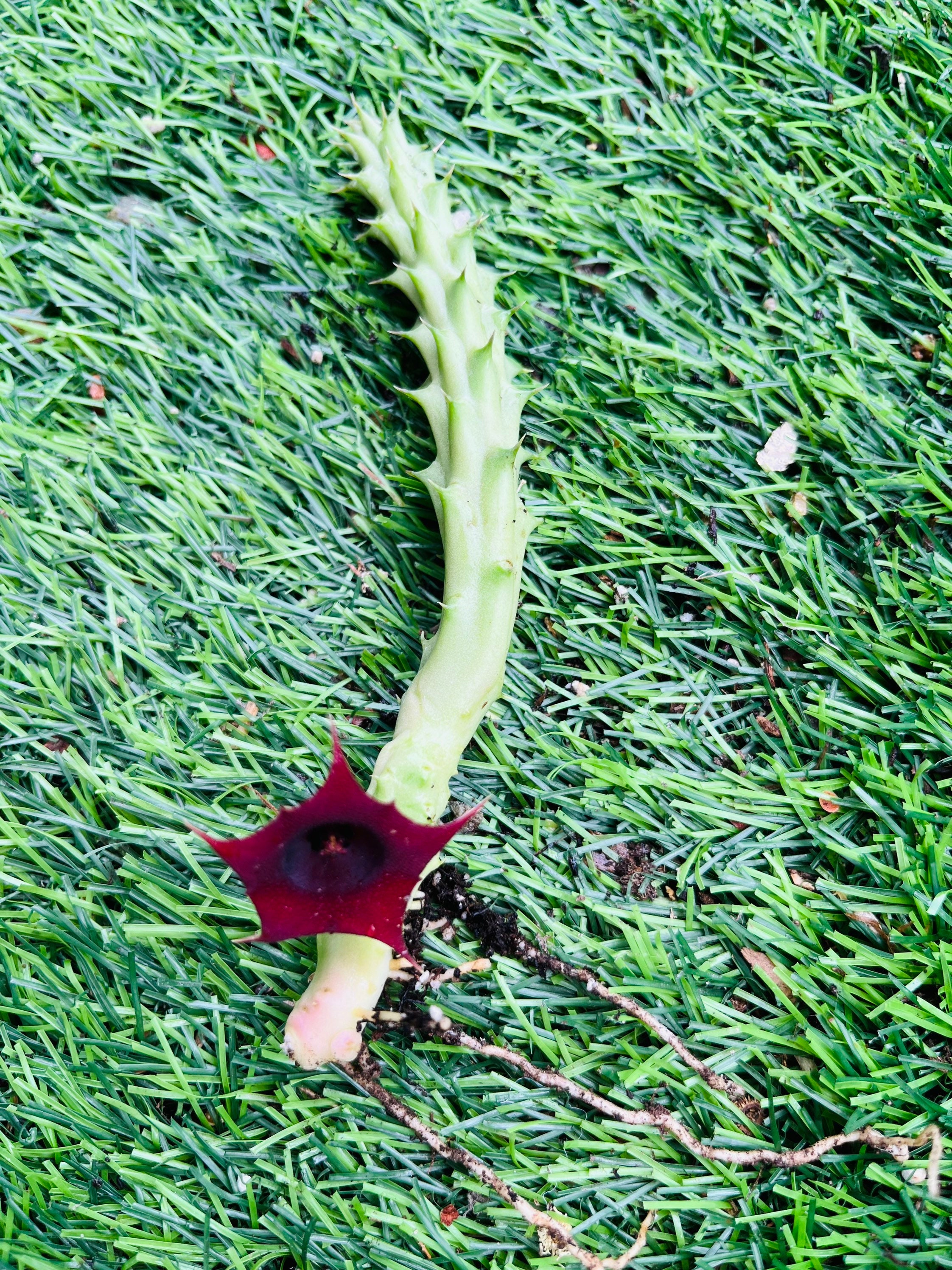 Huernia Schneideriana (red Dragon Flower) Live Rooted, Get 2 Free ...