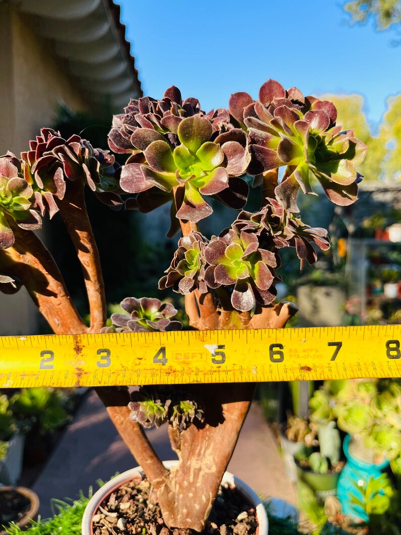 Rare Aeonium Arboreum velour 10 T Created Live Rooted - Etsy