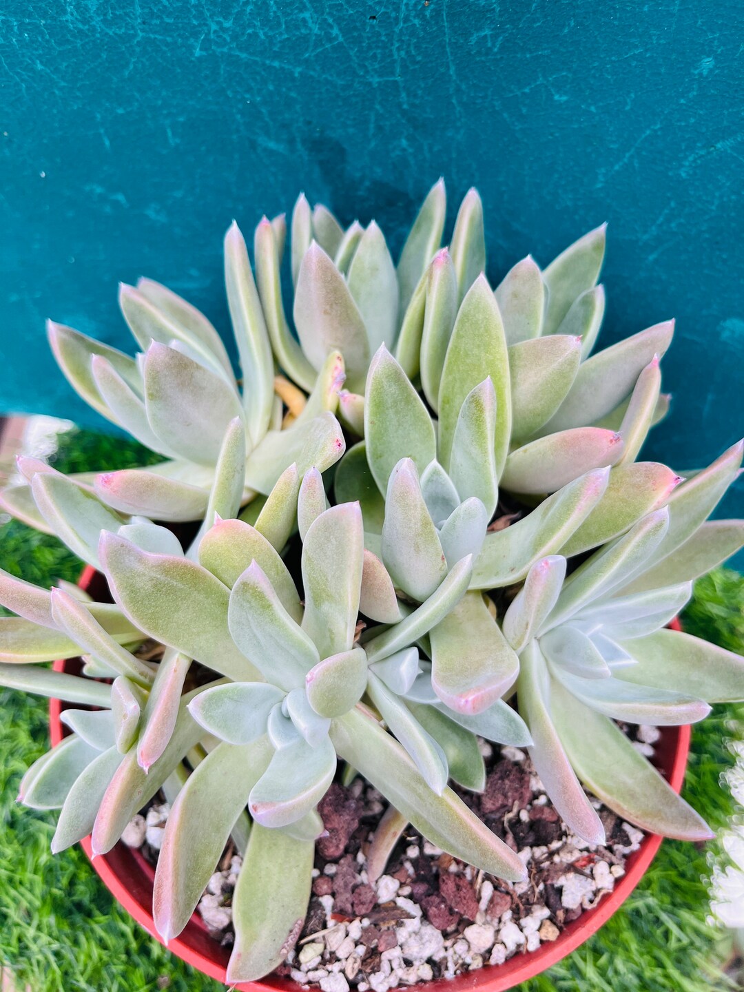 Rare Dudleya Farinosa Cluster Old Trunk Live Rooted 8 Get 2 Free ...