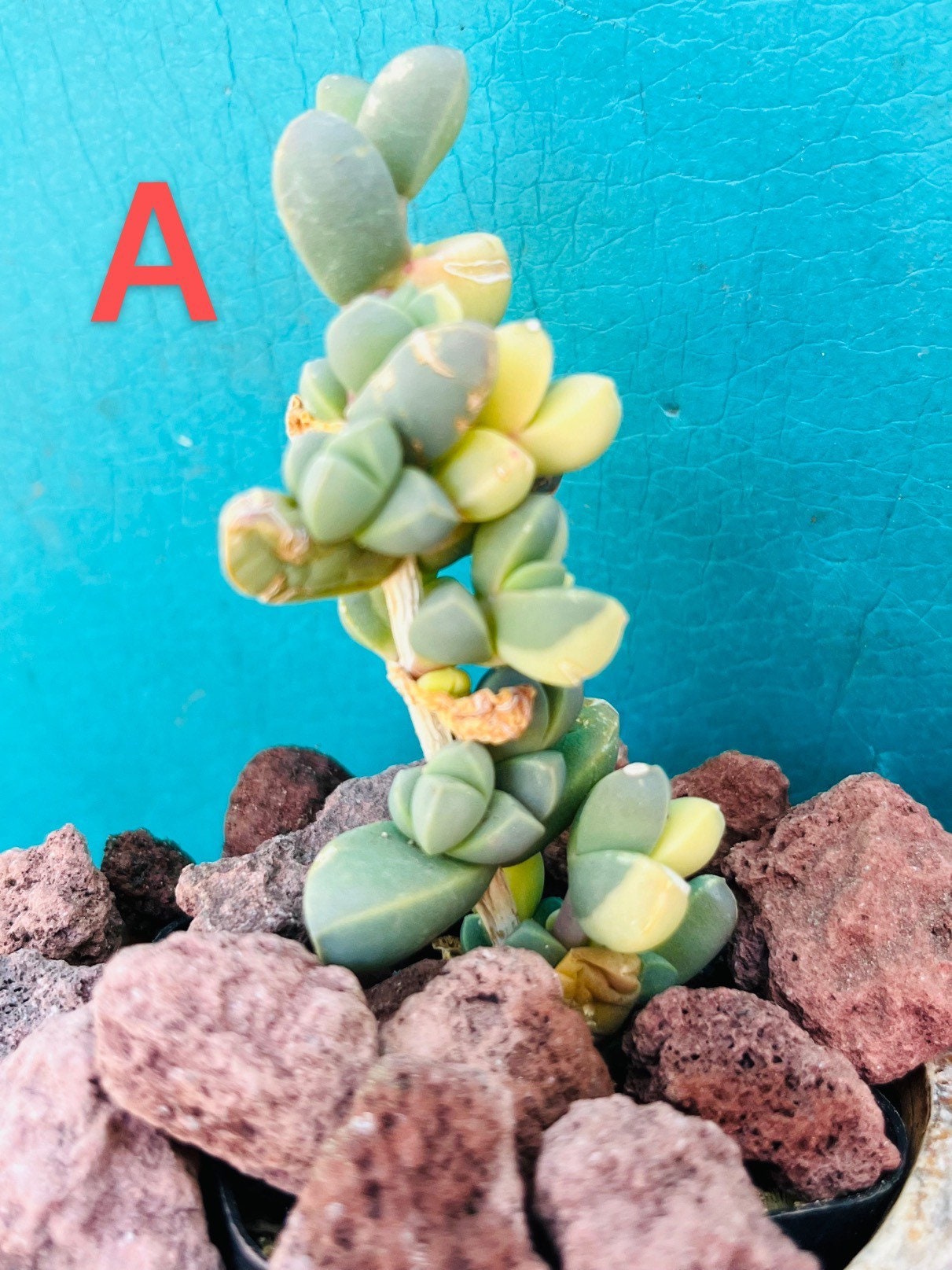 Rare Astridia Velutina Variegated Live Rooted Get 2 Free - Etsy