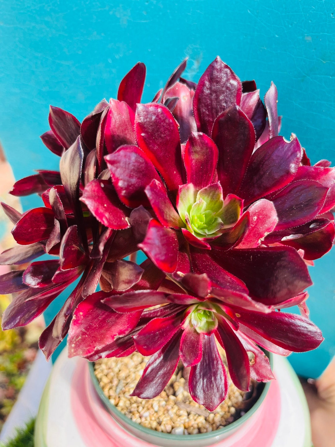 Aeonium Fire Ghost Tree (赤霞飞 Aeonium Velour Variegated) Rare Aeonium ...