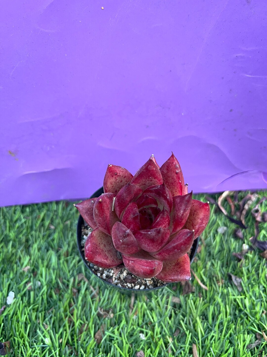 Echeveria Agavoides Rubin, Import Rare Live Succulent Plants Live Rooted , Get 2 Free Succulent ...