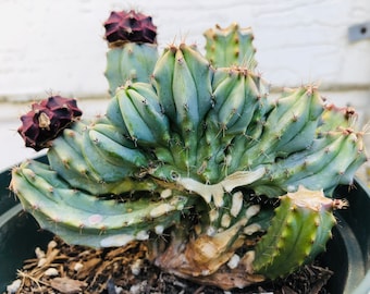Myrtillocactus Geometrizans "dinosaur Back Plant" - Etsy