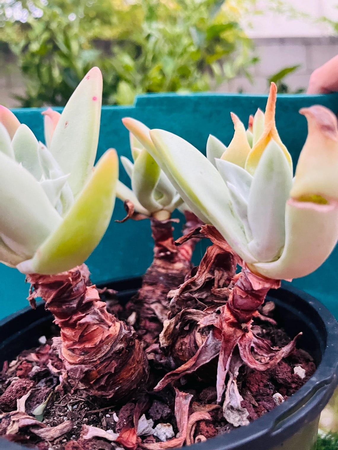 Rare Dudleya Farinosa Cluster Old Trunk Live Rooted 8”! Get 2 Free ...