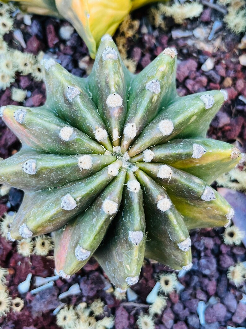 Rare Imported Korean Variegated Ball Cactus Live Rooted - Etsy