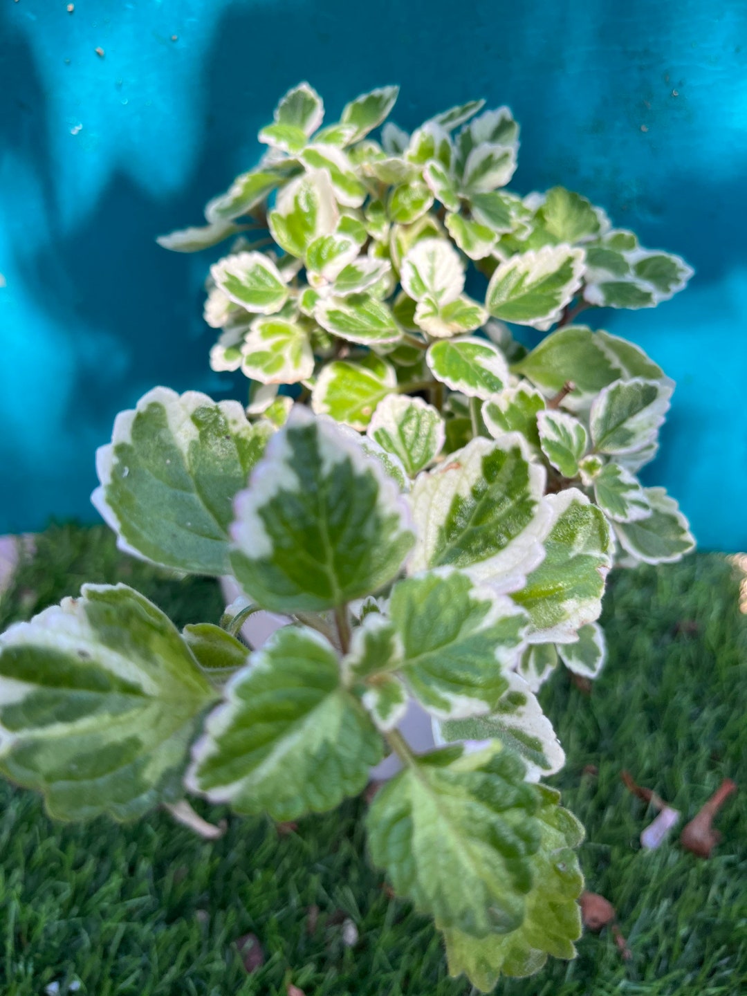 Rare Little Spurflower / Cockspur Flower Live Rooted, Get 2 Free ...