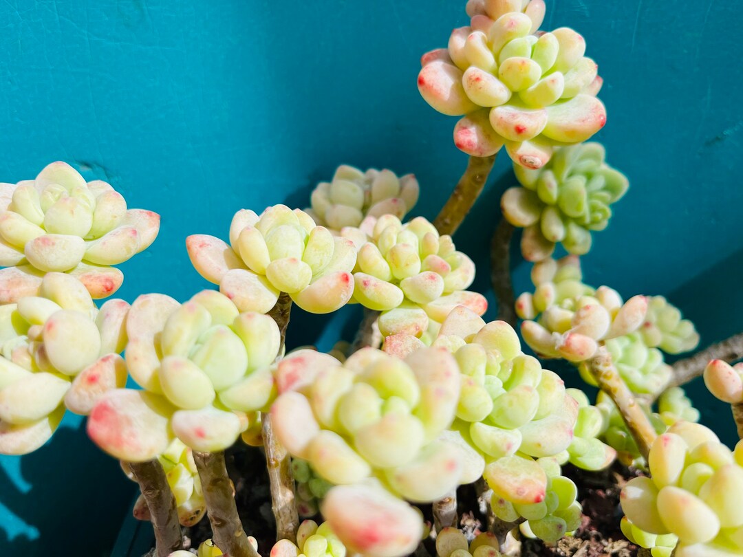 Rare Sedum Clavatum Cluster Old Trunk Bonsai Live Rooted Get 2 Free ...