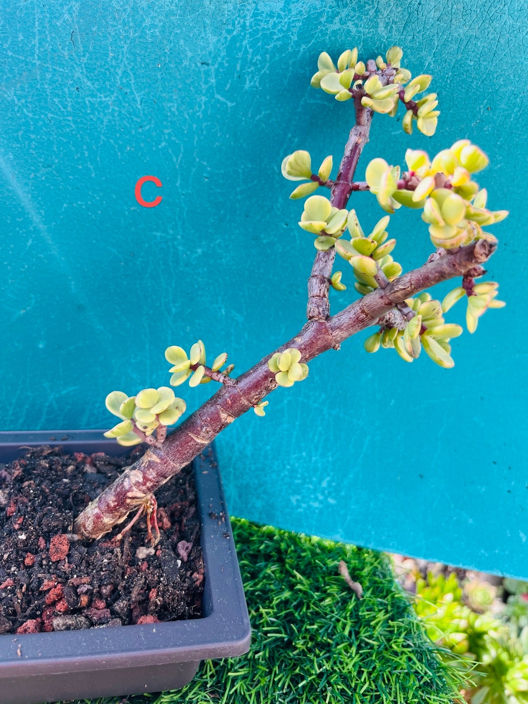 Elephant Food Succulent Bonsai Old Trunk Live Rooted , Get 2 Free ...