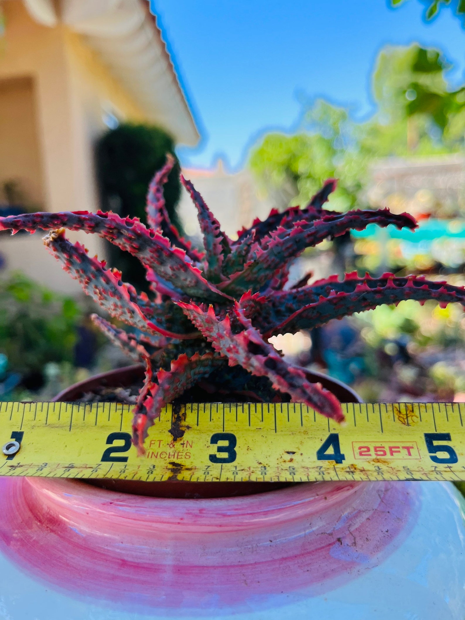 Rare Aloe Christmas Carol & Aloe Castilloniae, Live Rooted, Get 2 Free ...