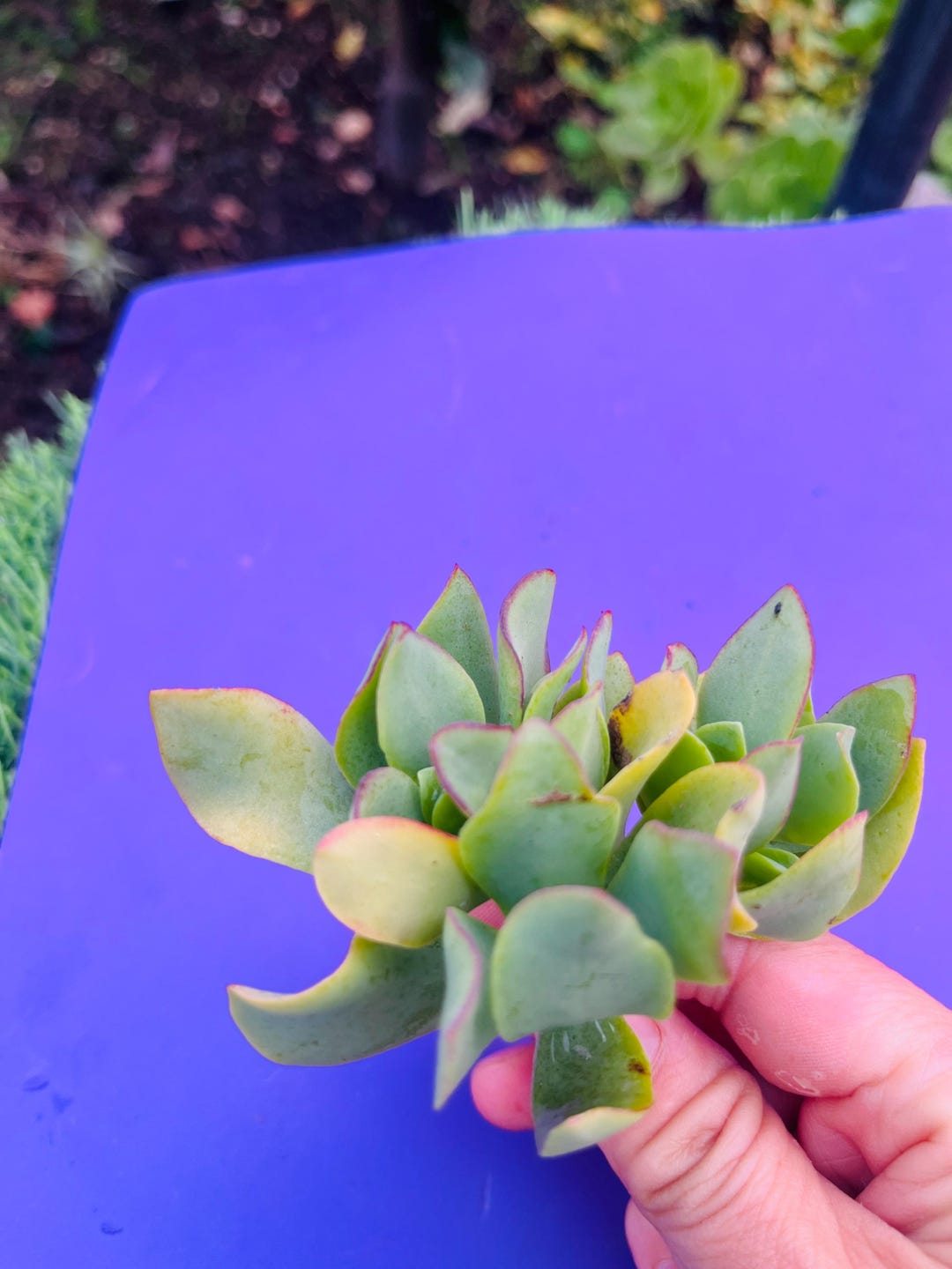 Ripple Jade | Crassula Arborescens Undulatifolia | Succulents | Garden ...