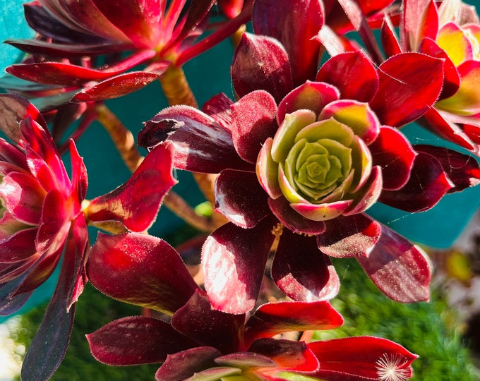 Aeonium Fire Ghost Tree 赤霞飞 Aeonium Velour Variegated Rare Aeonium, Old ...