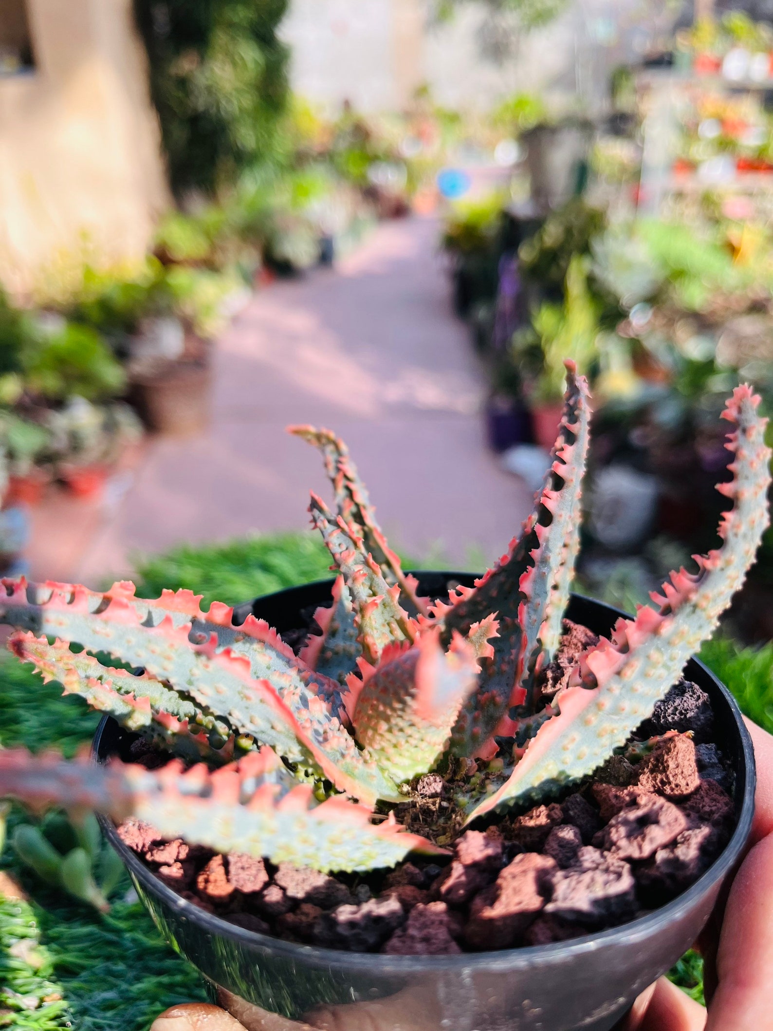 Rare Aloe Christmas Carol & Aloe Castilloniae, Live Rooted, Get 2 Free ...