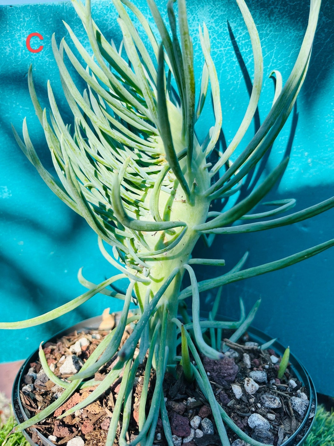 Mermaid Tail Succulent Plant,rare Succulent,exotic Succulent,crested ...