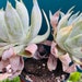 Rare Dudleya Farinosa Cluster Old Trunk Live Rooted , Get 2 Free ...