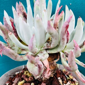 Rare Dudleya Edulis 5 Heads Live Rooted Get 2 Free - Etsy