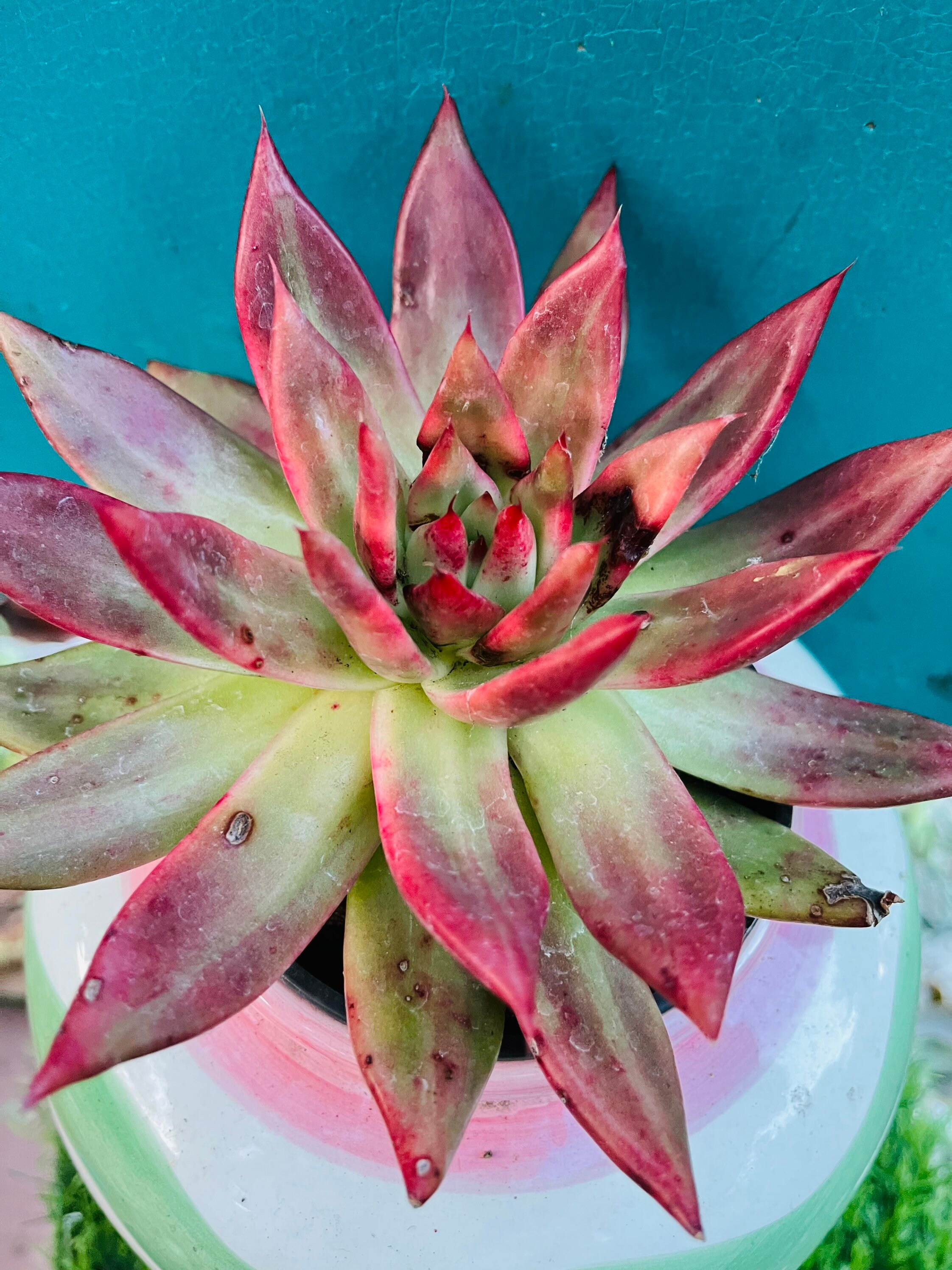Rare Echeveria Agavoides Lemaire 7w Live Rooted Get 2 Free - Etsy