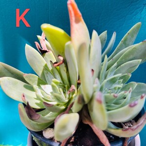 Rare Dudleya Farinosa Cluster Old Trunk Live Rooted , Get 2 Free ...